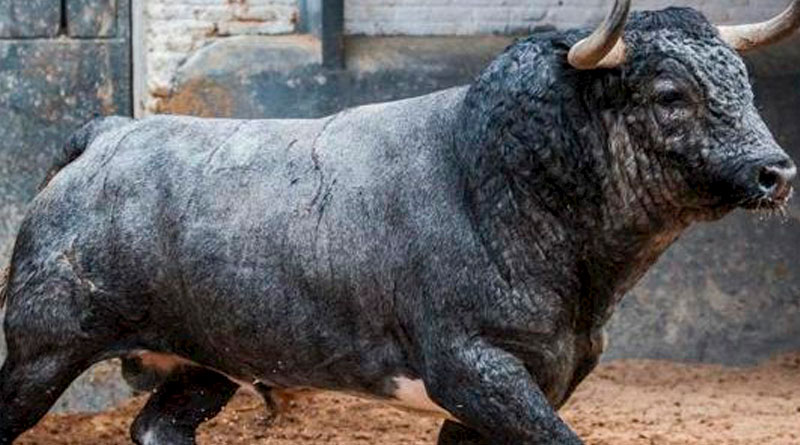 toro – El Independiente